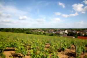 Cher - Vin - Oenologie Visite guidée - It's Wine Time à Cerbois ...